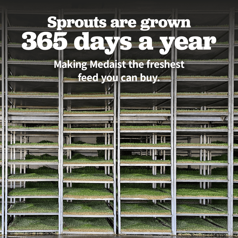 Mini Sprout Pellets | Premium Blend for Horses & Small Livestock, Rich ...